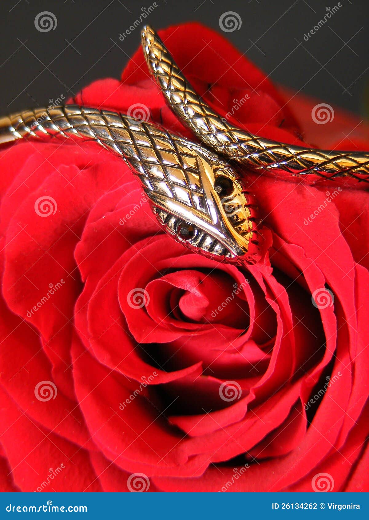 Silver snake and rose stock photo. Image of serpent, snake - 26134262