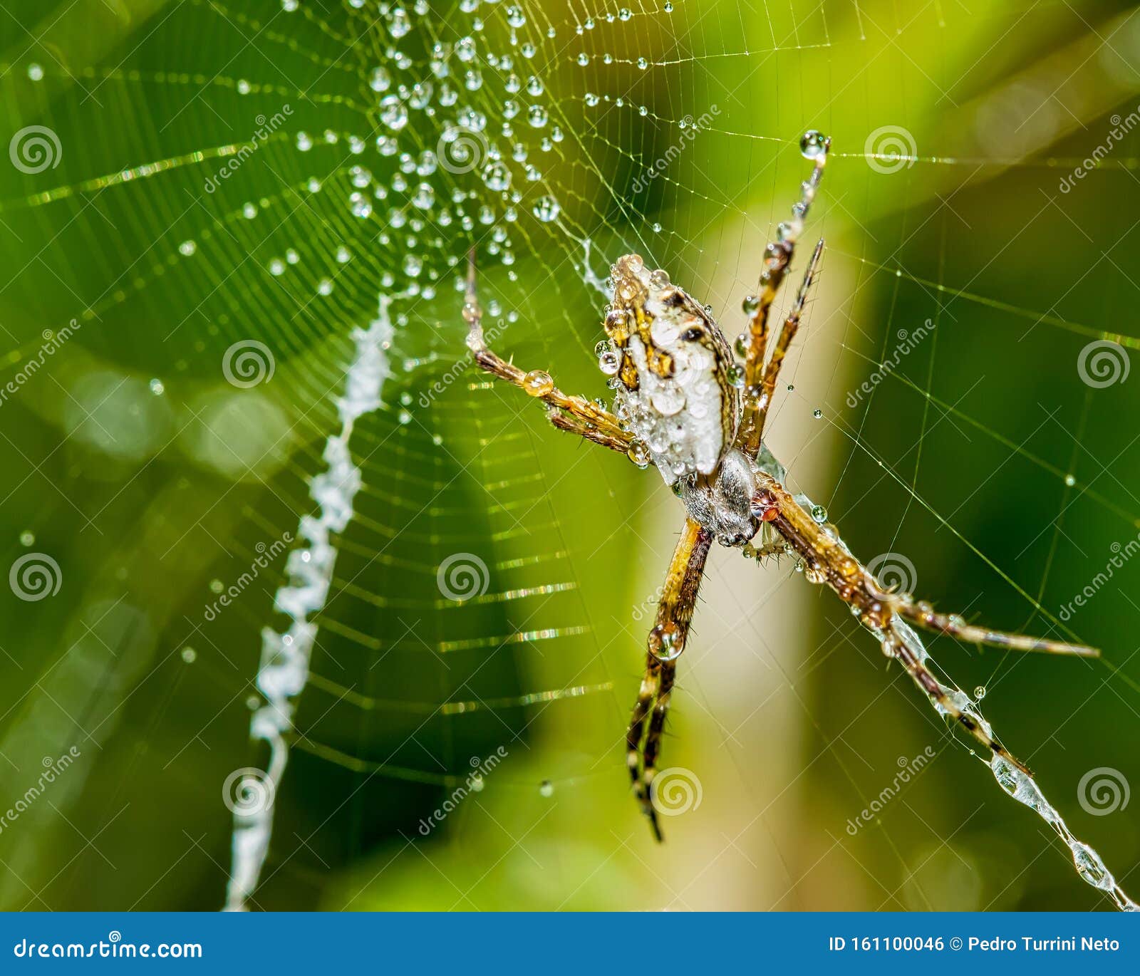 Silver Spider on the Web with Water Drops - Argiope Argentata in the ...