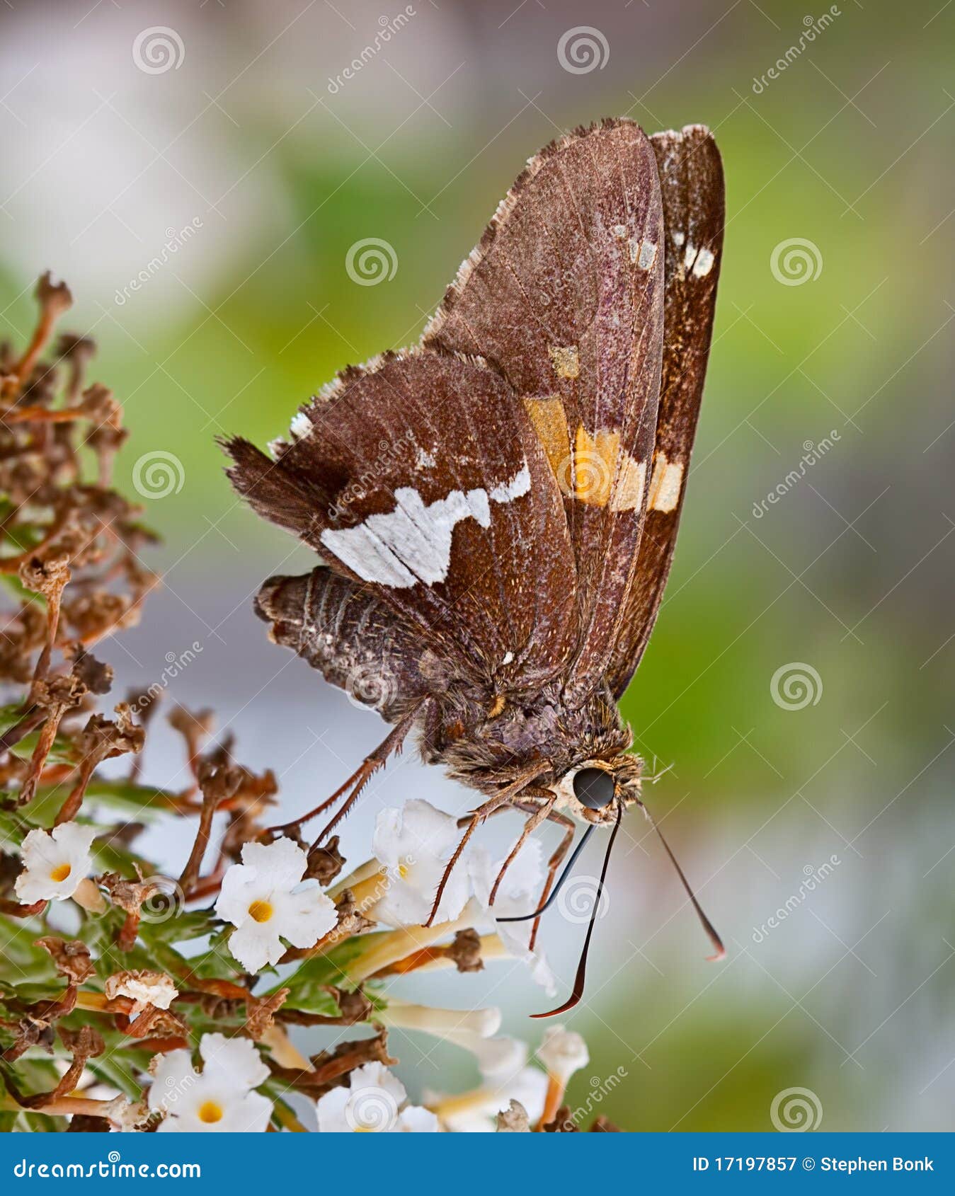 Silver-Spotted Skipper Butterfly Stock Image - Image of insects, drinks ...