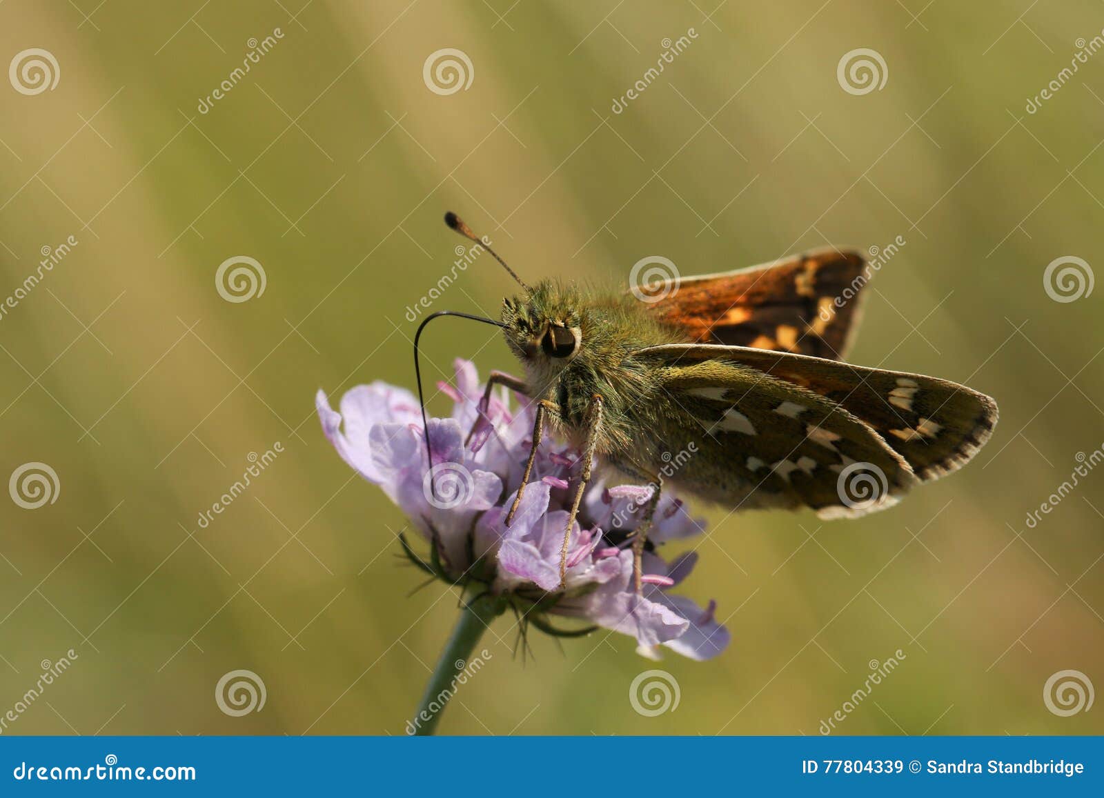 Silver Spotted Skipper Butterfly (Hesperia Comma). Stock Image - Image ...