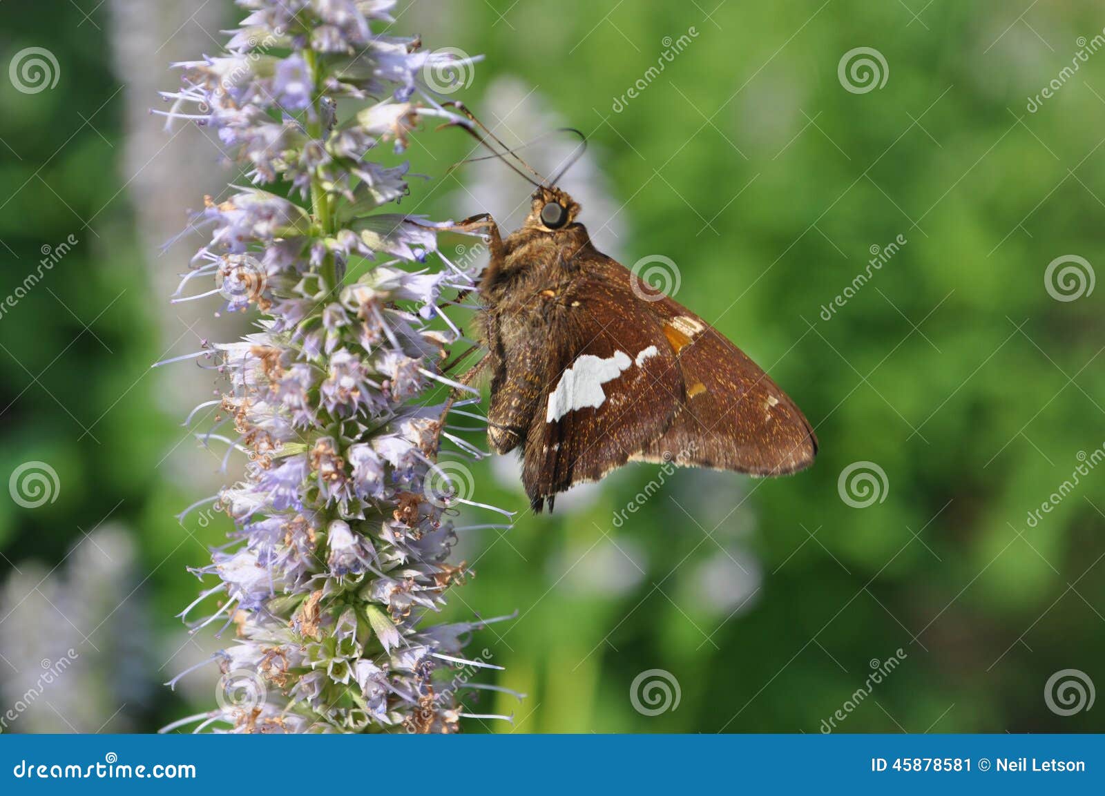 Silver-Spotted Skipper stock image. Image of silver, clarus - 45878581