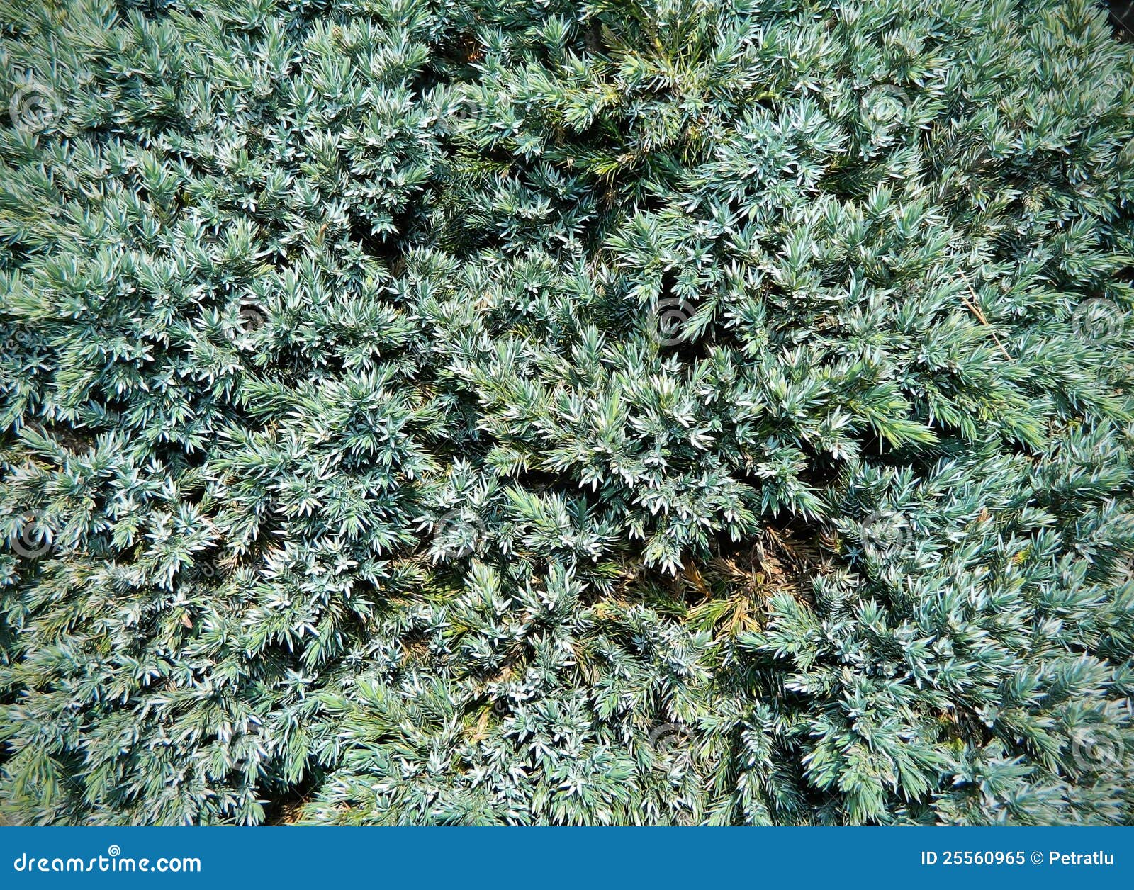Silver Spruce - background stock image. Image of colorado - 25560965