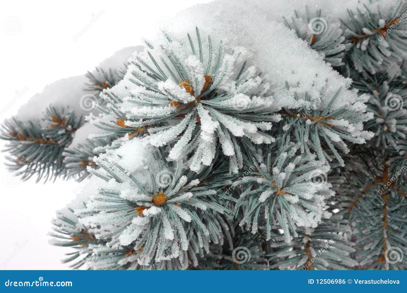 Silver Spruce Tree Covered with Snow Stock Photo - Image of evergreen ...