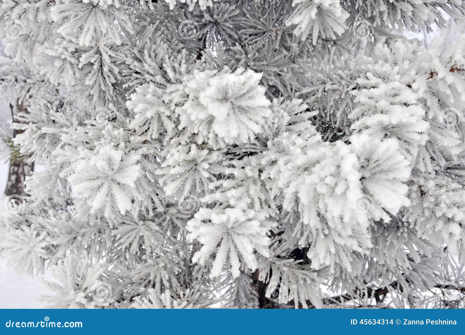 Silver Spruce Tree Covered with Snow Stock Photo - Image of celebration ...