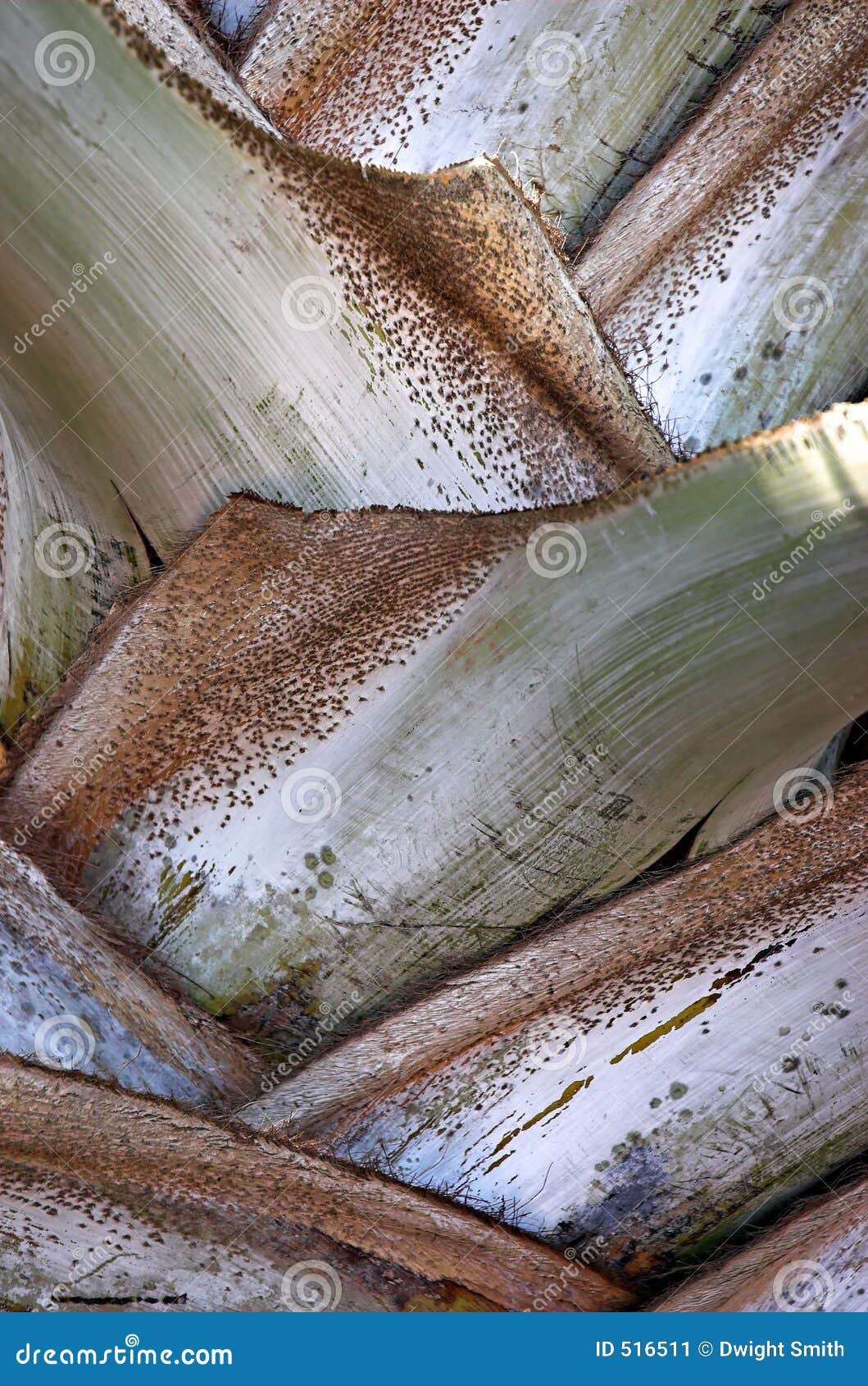 Silver Stems stock image. Image of tree, natural, landscape - 516511