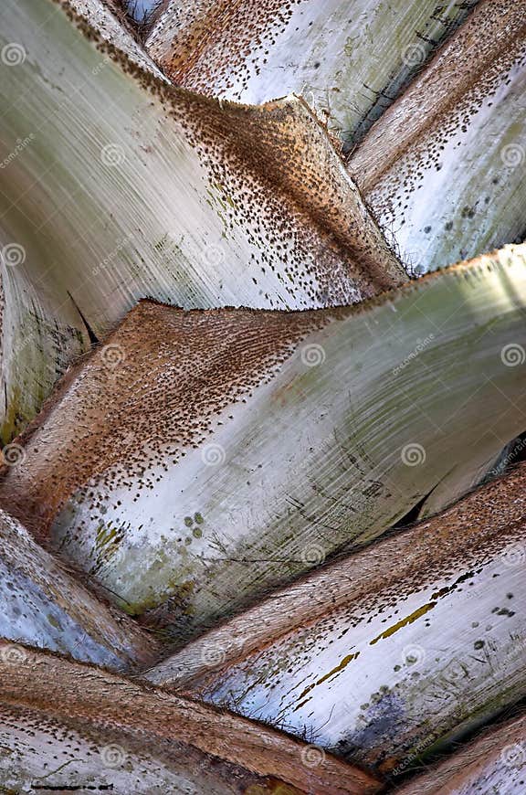 Silver Stems stock image. Image of tree, natural, landscape - 516511