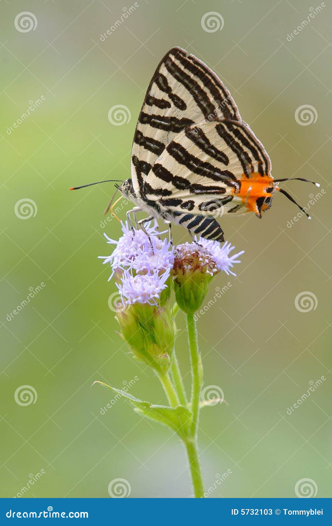 Silver Stripe Butterfly stock image. Image of natural - 5732103