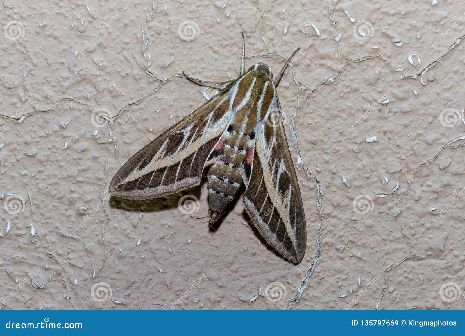 Silver Striped Hawk Moth on a Wall Stock Image - Image of middle, hairy ...