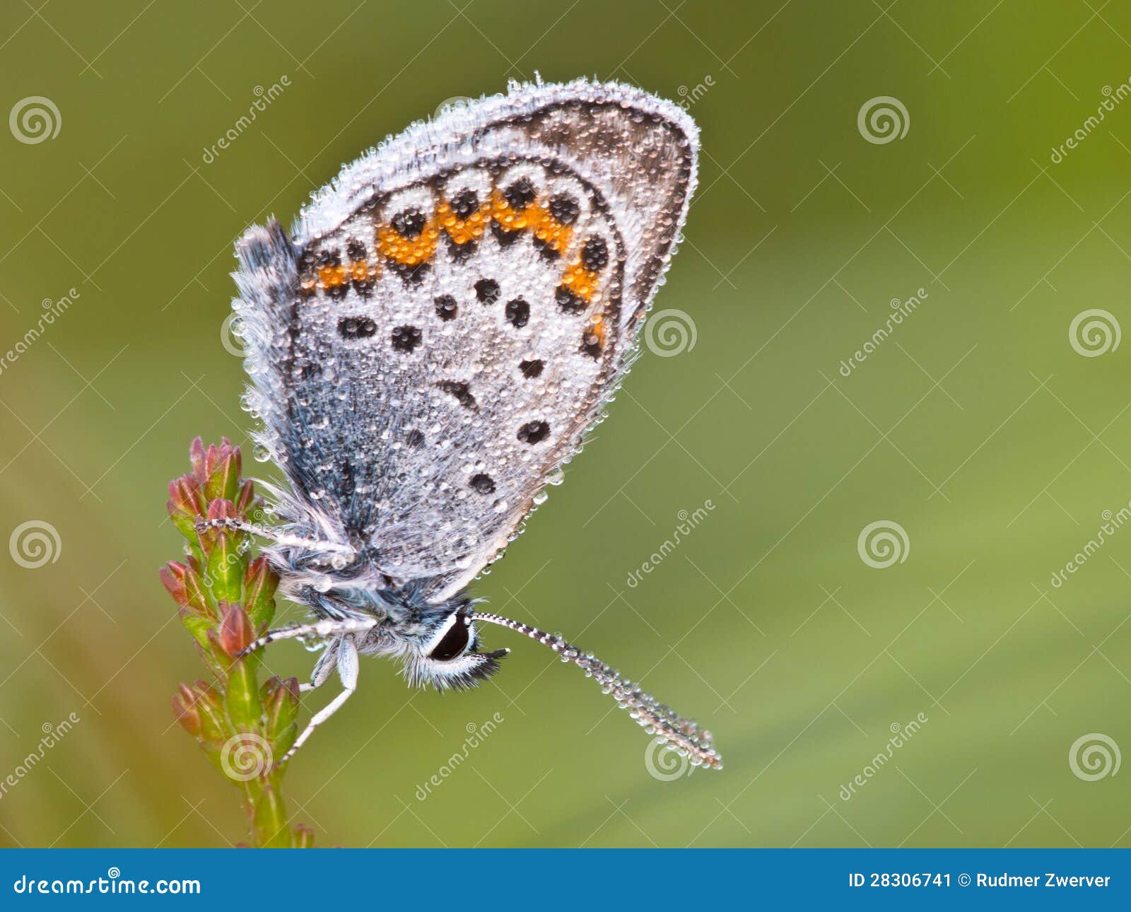 Silver Studded Blue Butterfly Stock Image - Image of blue, antenna ...