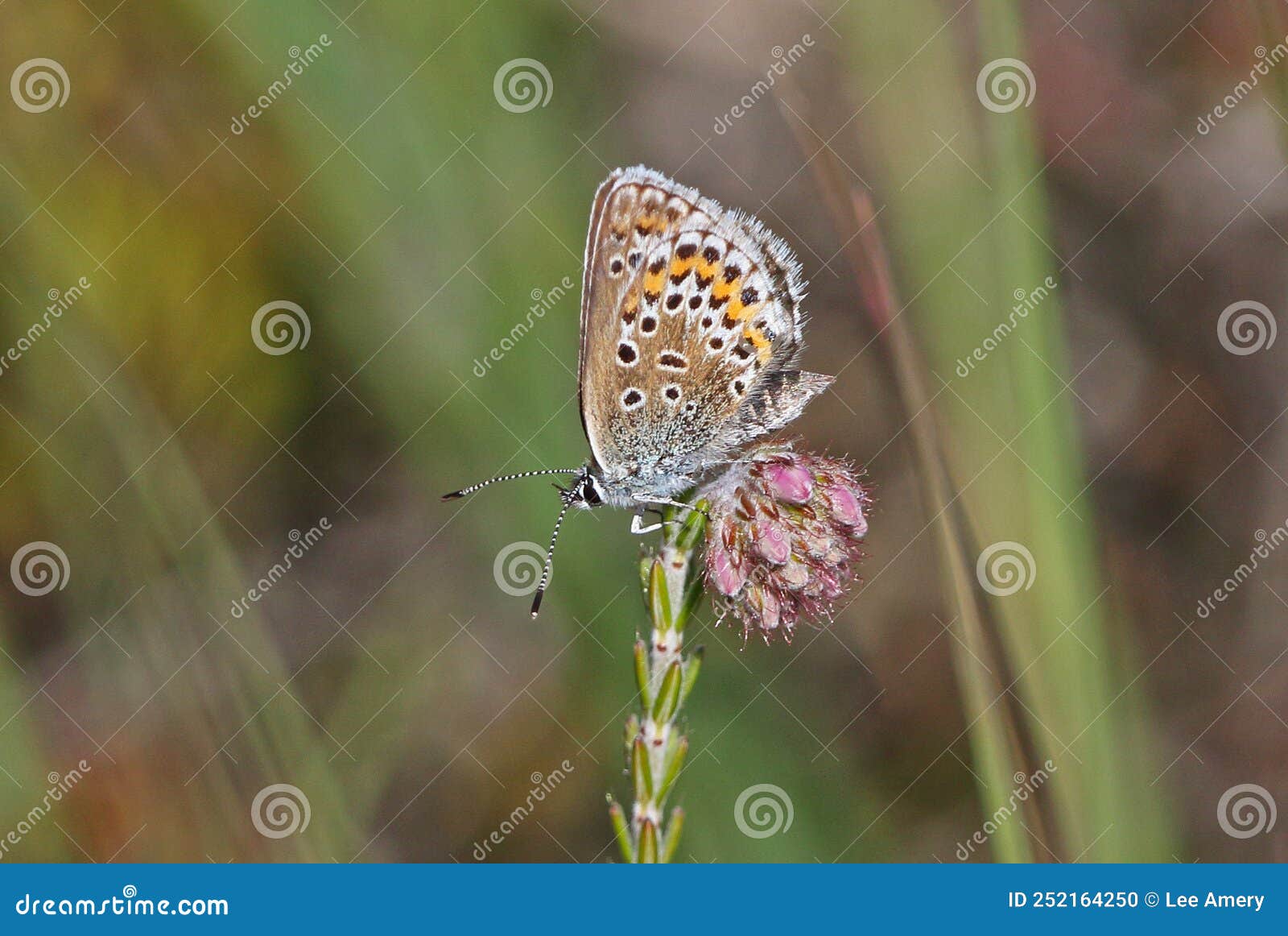 Silver studded Blue stock photo. Image of macro, insect - 252164250