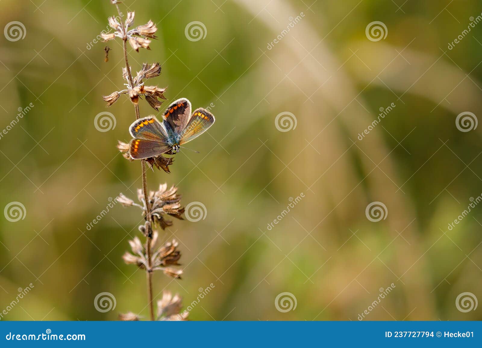 Silver Studded Blue Butterfly on a Meadow Stock Photo - Image of ...