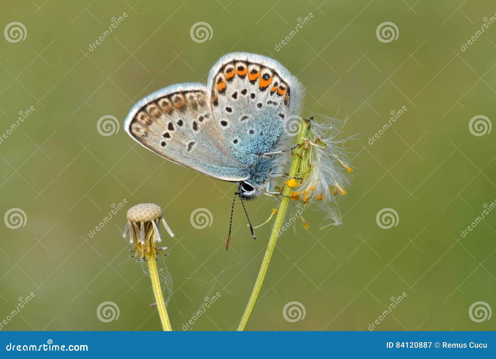 Silver Studded Blue Butterfly Stock Image - Image of plebeius, morning ...