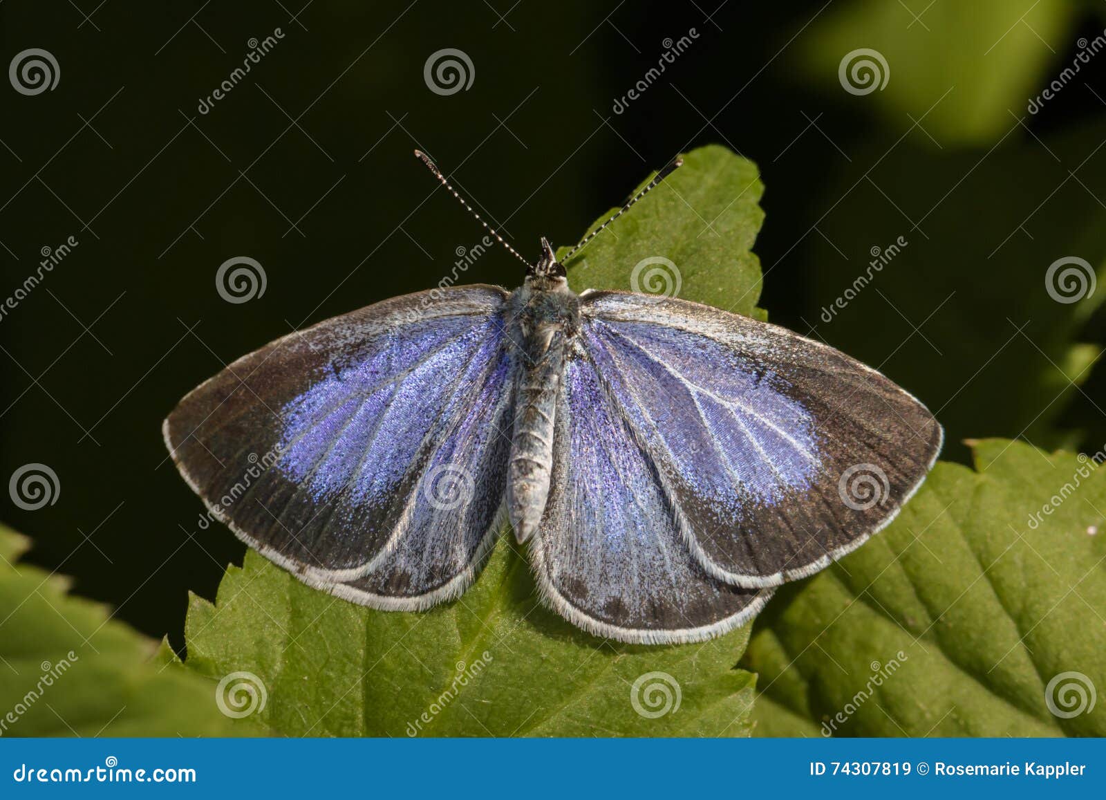 Silver-studded Blue (Plebeius Argus) Stock Image - Image of silence ...