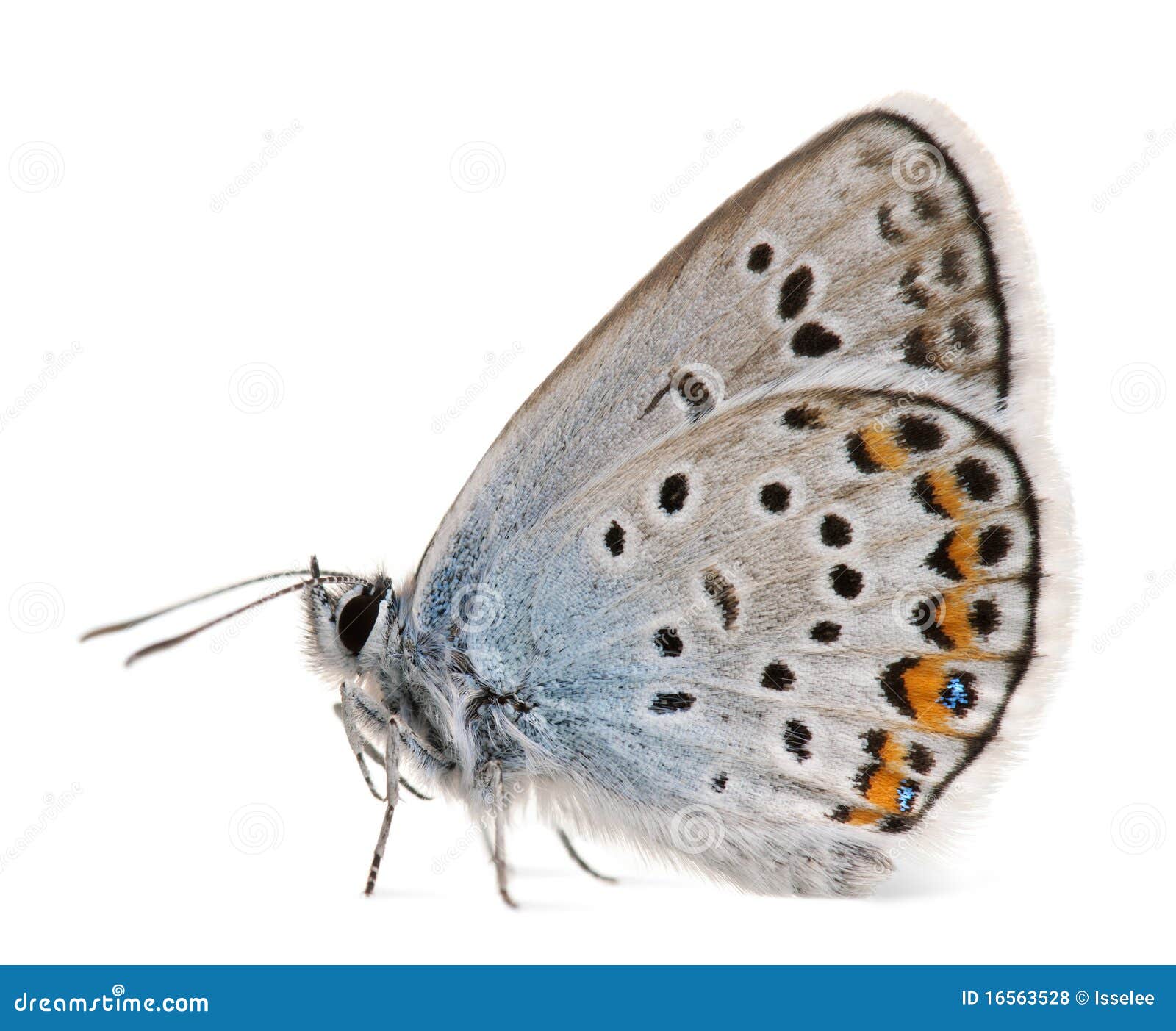 Silver-studded Blue, Plebejus Argus Stock Photo - Image of isolated ...