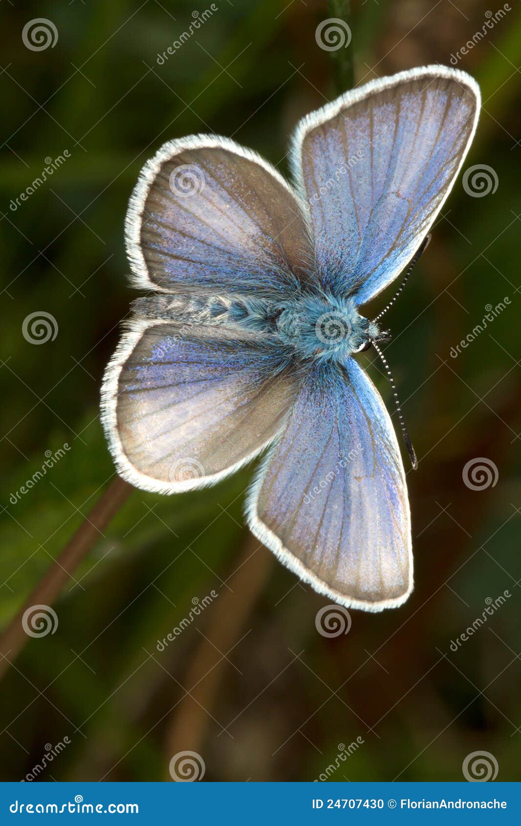 Silver-studded Blue ( Plebejus Argus ) Butterfly Stock Photo - Image of ...