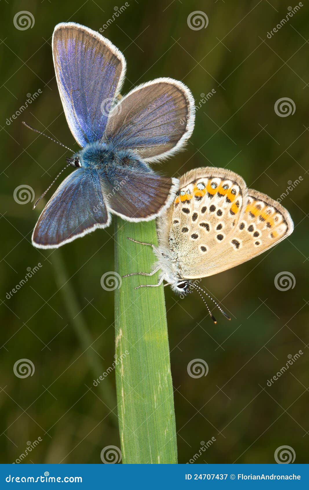 Silver-studded Blue ( Plebejus Argus ) Butterfly Stock Image - Image of ...
