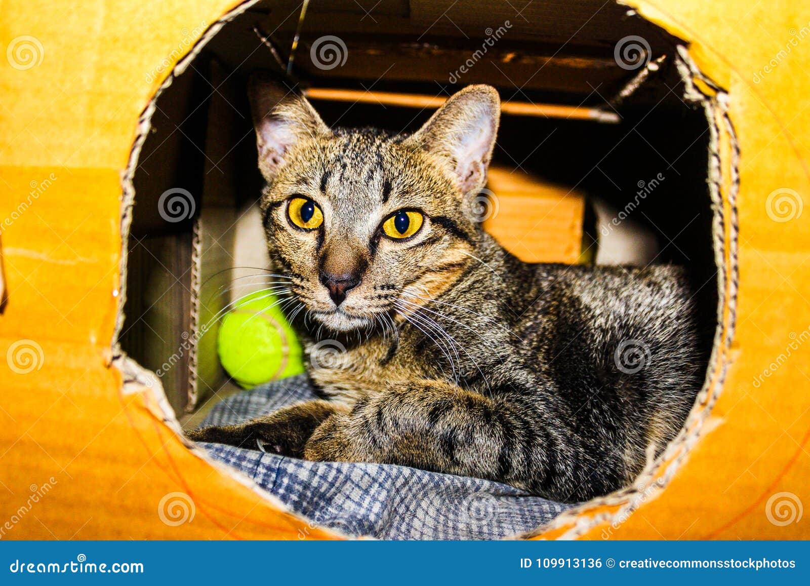 Silver Tabby Cat Inside A Brown Cardboard Box Picture. Image: 109913136