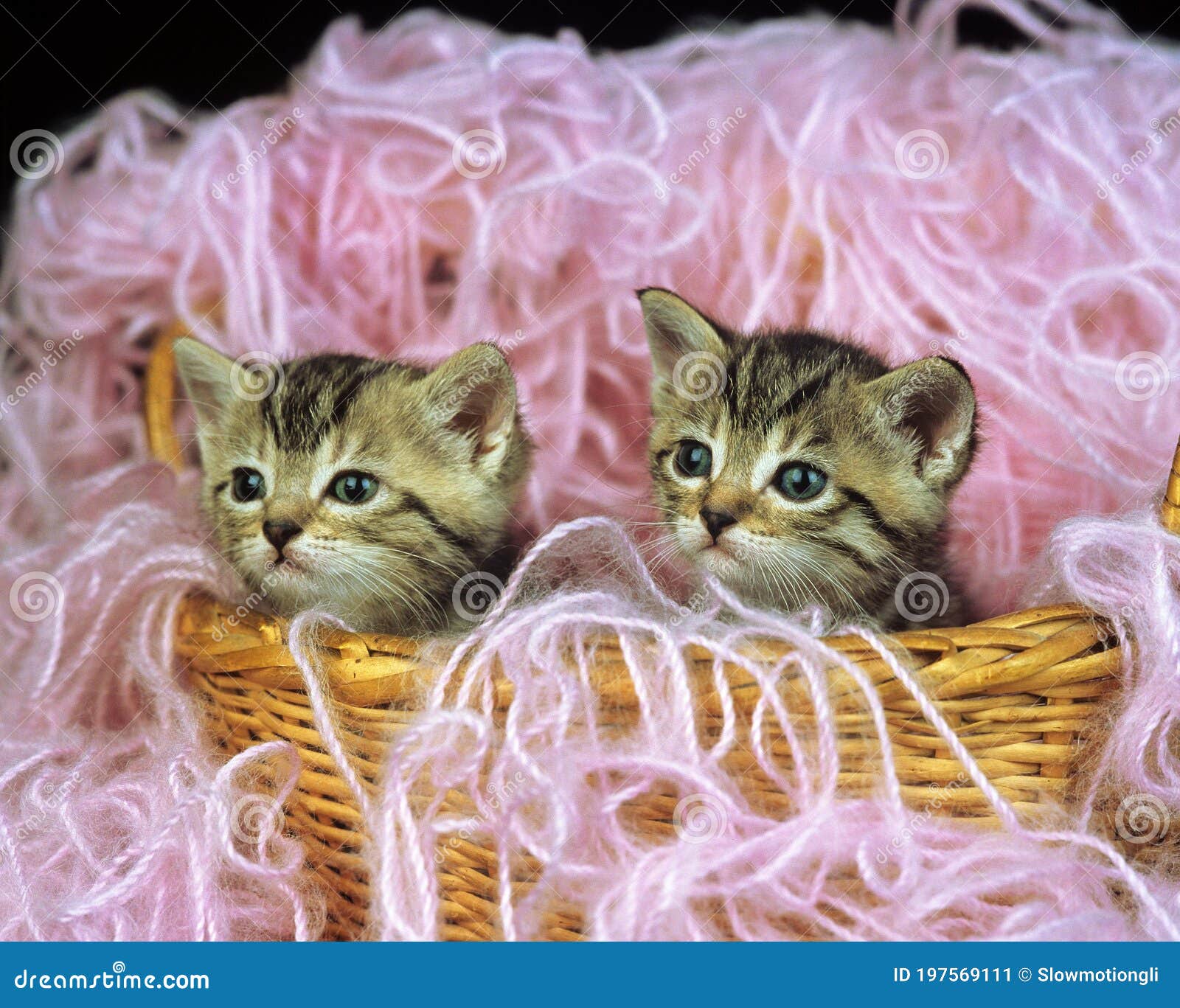 Silver Tabby Domestic Cat, Kittens in Wool Stock Image - Image of cats ...