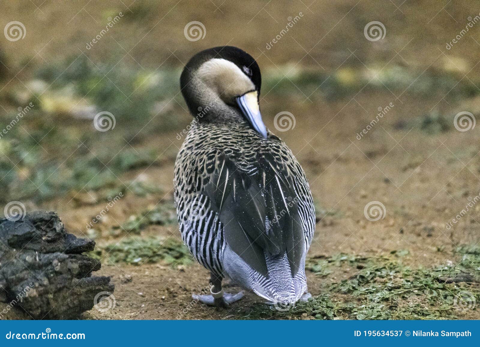 Silver Teal Duck Cleans Its Feathers View from Back Stock Image - Image ...