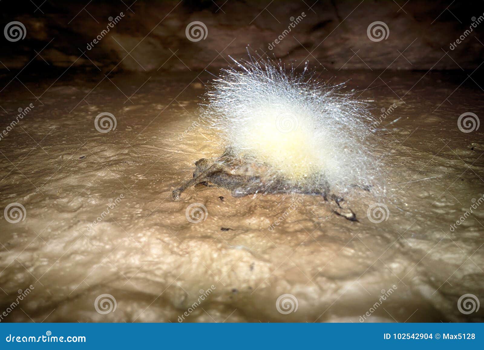 Silver Threads Flower is Molds on Corpse of Dead Bat. Stock Photo ...