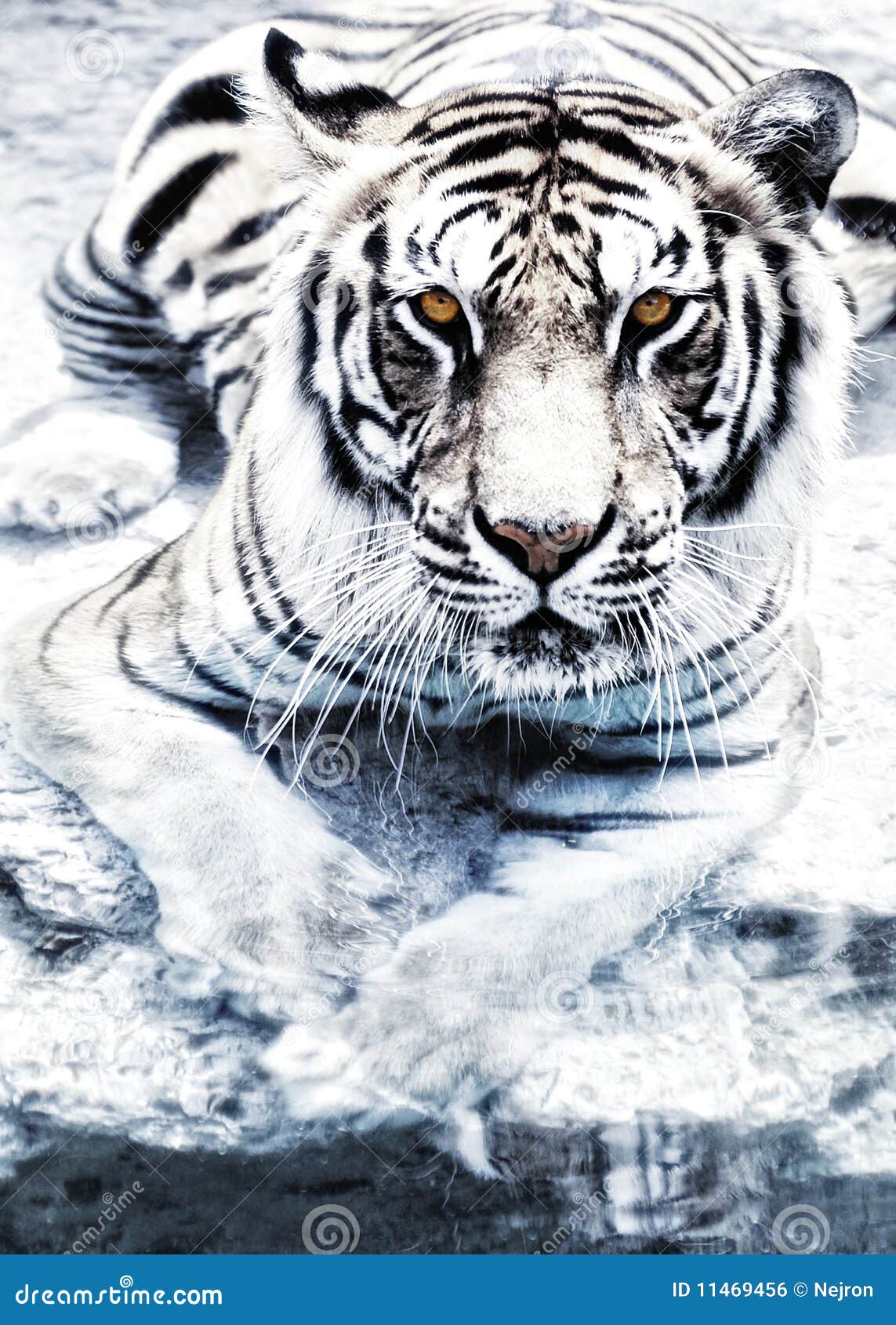 Silver tiger stock photo. Image of beautiful, macro, water - 11469456