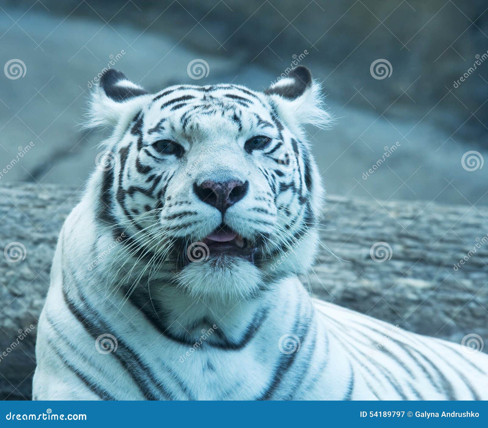 Silver tiger stock image. Image of dangerous, strips - 54189797