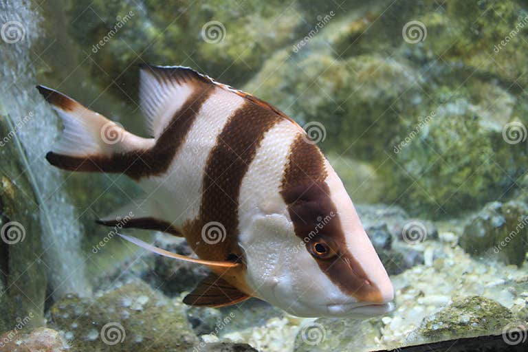 Silver tiger fish stock photo. Image of aquarium, silver - 56202486
