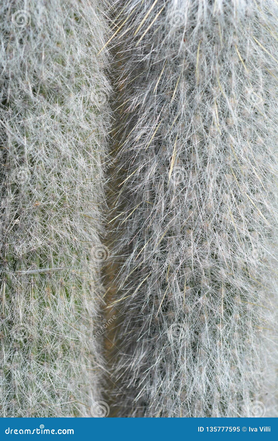 Silver torch stock image. Image of plant, spines, cleistocactus - 135777595