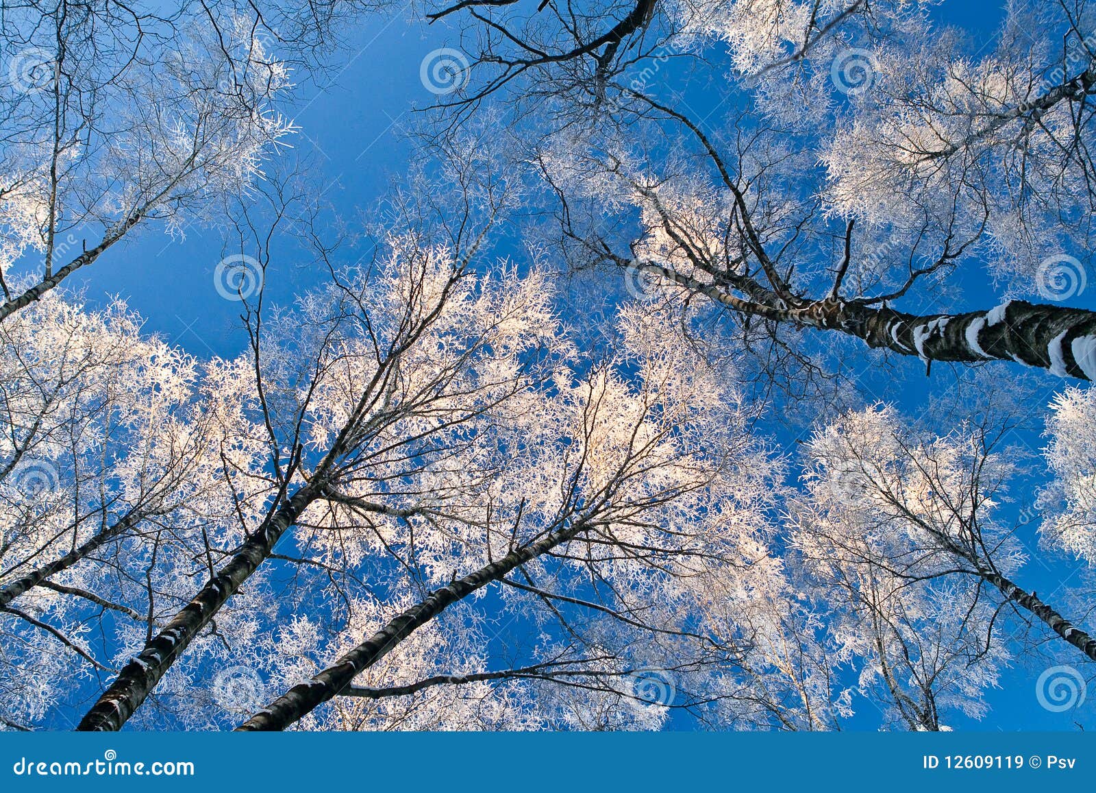 Silver trees stock image. Image of branch, frozen, nature - 12609119