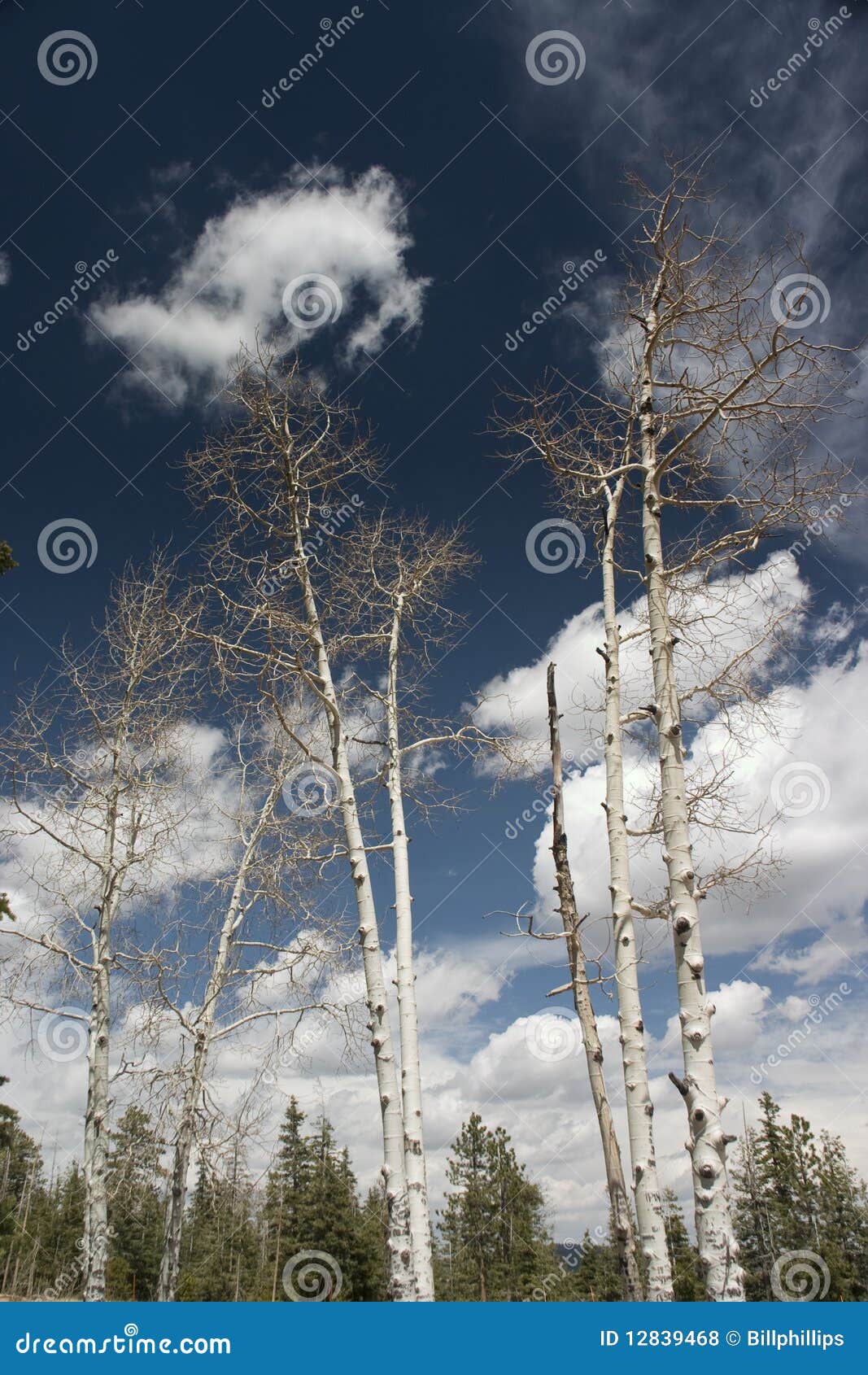 Silver Trees stock photo. Image of spring, trees, bark - 12839468