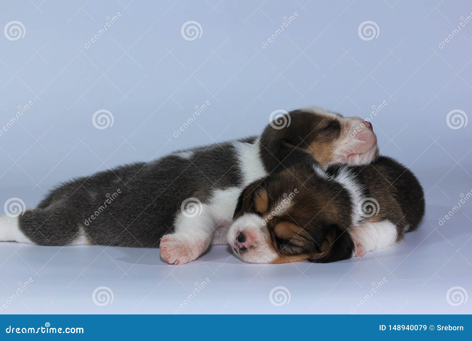 Silver Tri Color Beagle Puppy is Sleeping and Looking in First Time ...