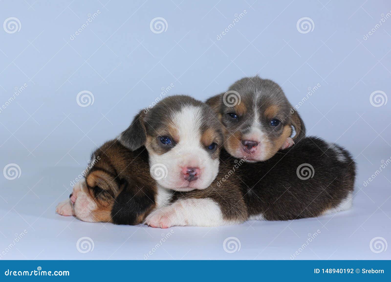 Silver Tri Color Beagle Puppy is Sleeping and Looking in First Time ...