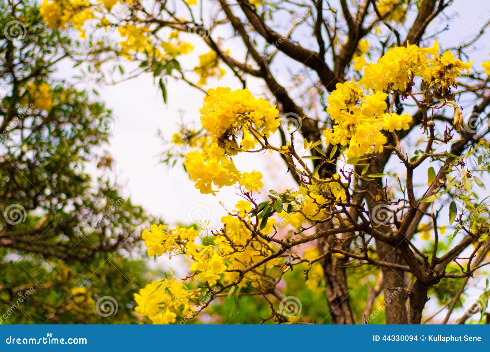 Ancient Trumpet Bell Stock Photos - Free & Royalty-Free Stock Photos ...