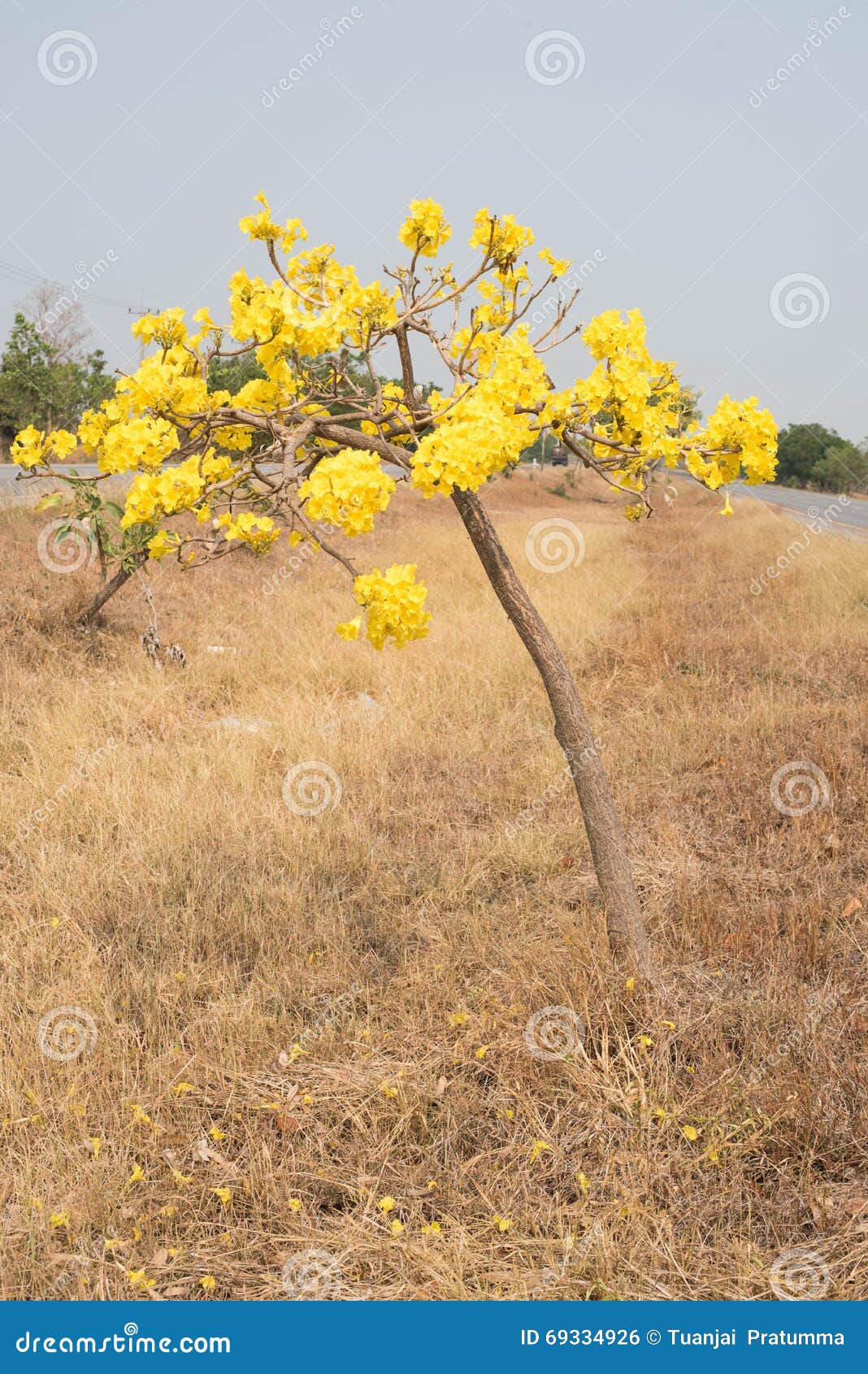 Silver Trumpet Tree, Tree of Gold, Stock Photo - Image of colorful ...