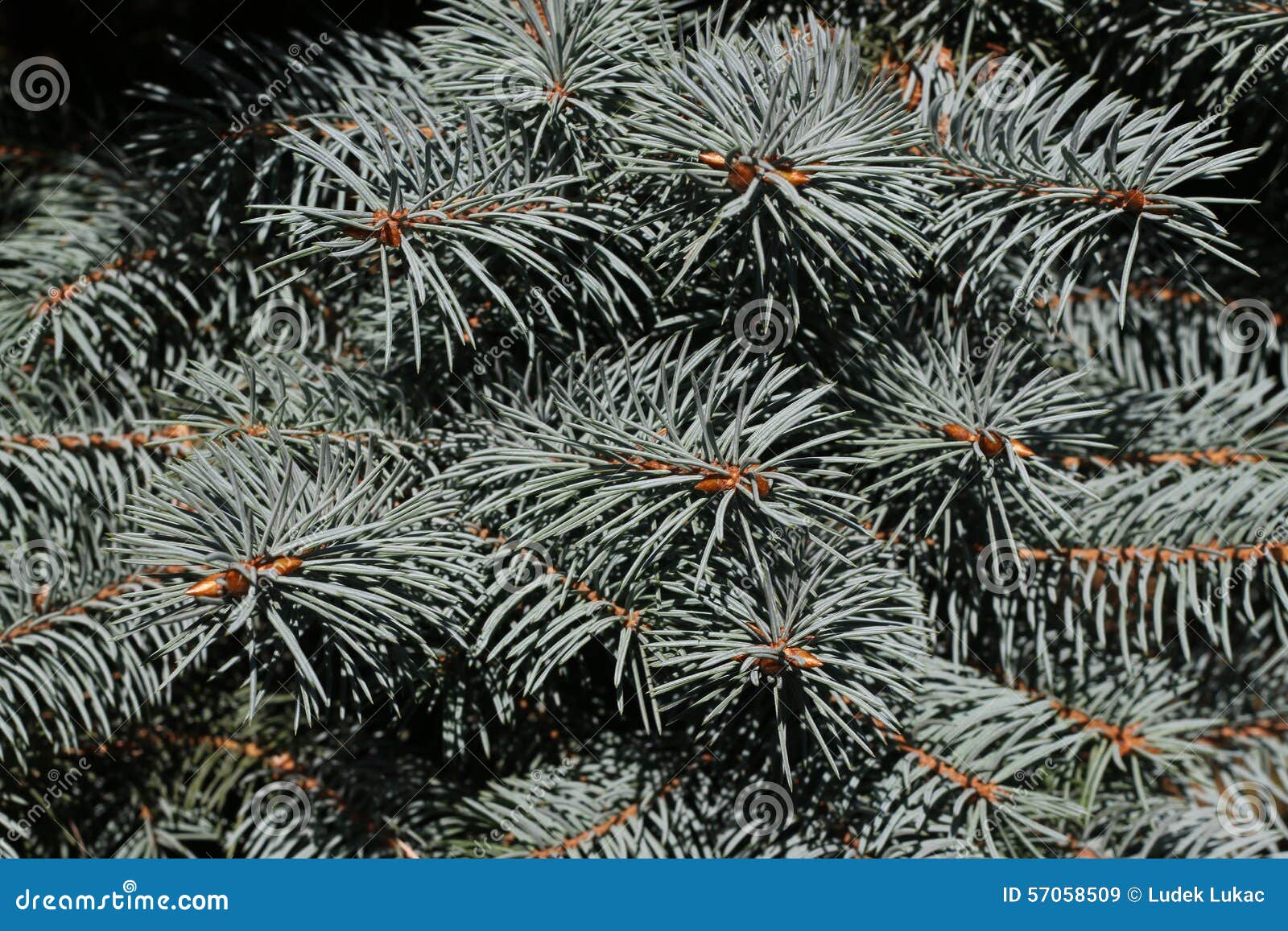 Silver twigs stock image. Image of macro, conifer, needles - 57058509