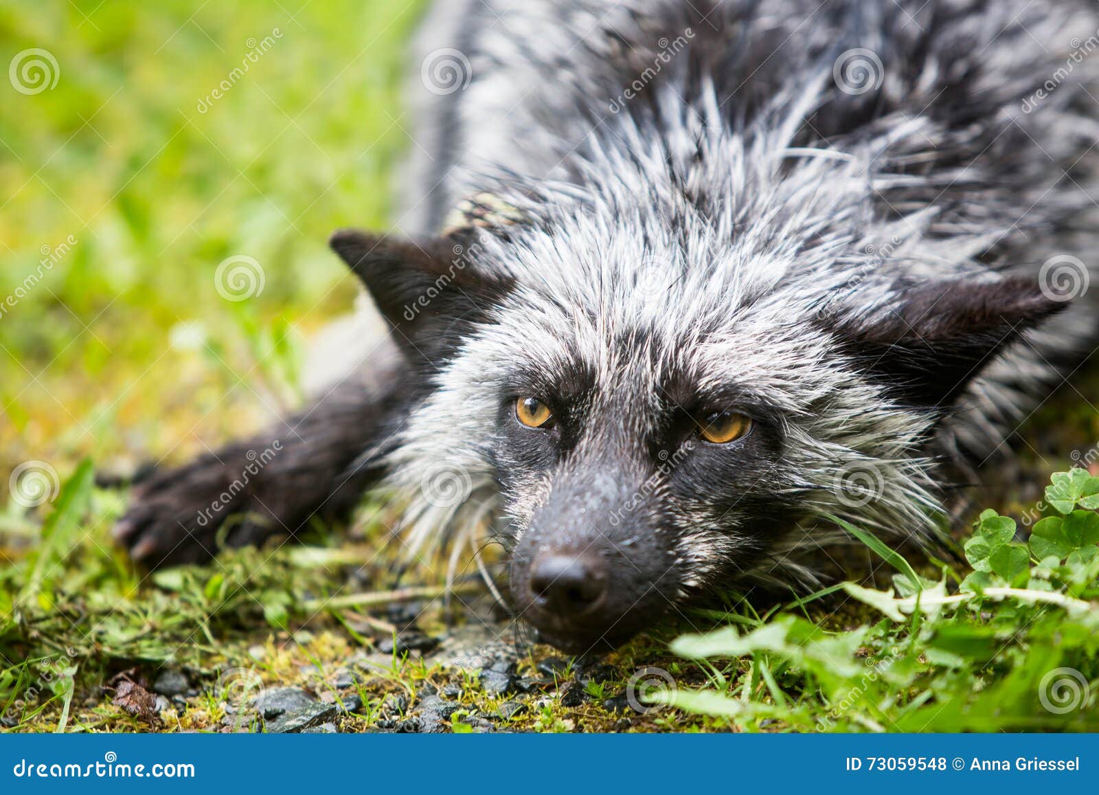 Silver Variety of the Red Fox Stock Photo - Image of pelt, tired: 73059548