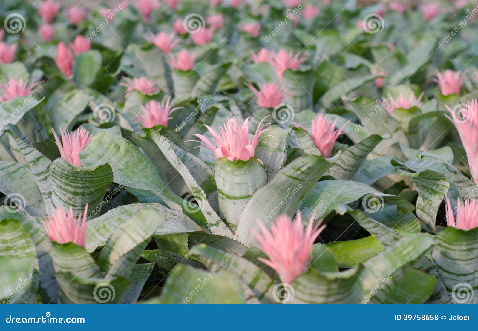 Silver vase bromeliad stock photo. Image of bromelia - 39758658