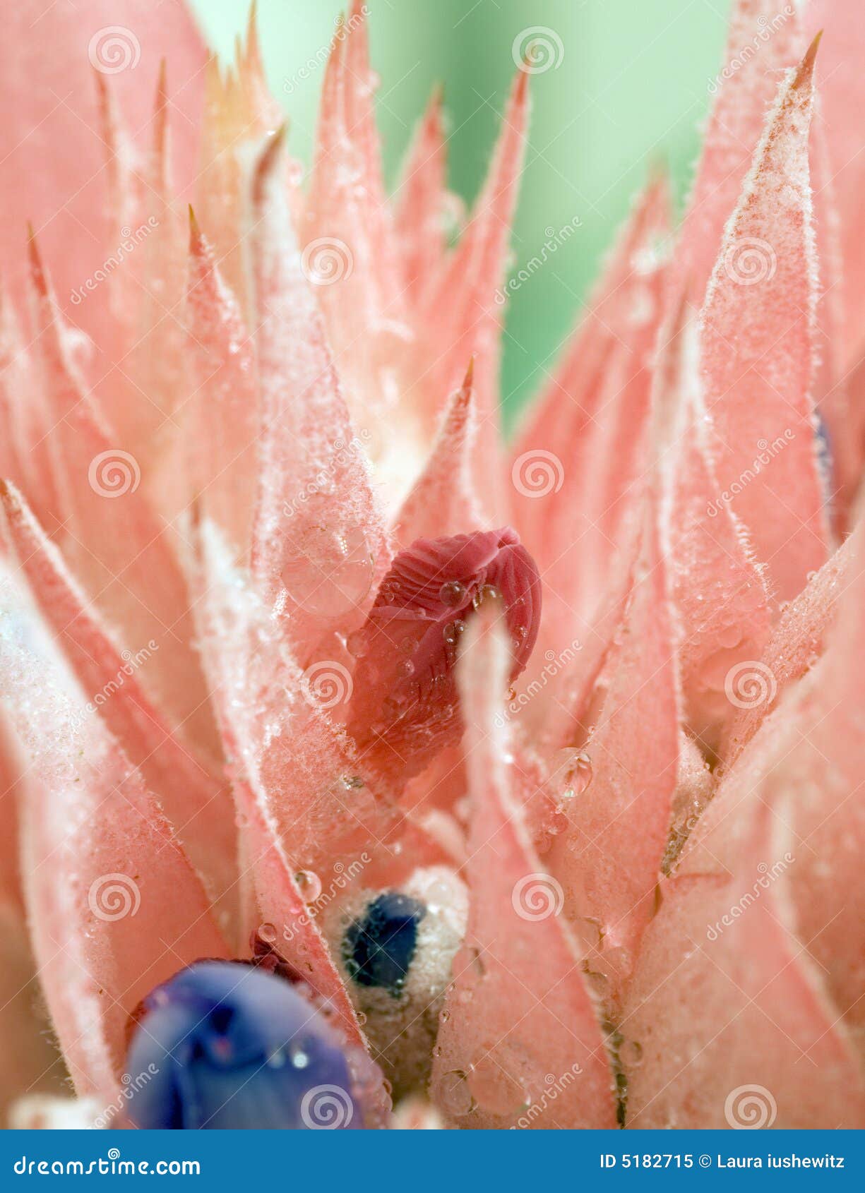 Silver Vase Bromeliad Flower Stock Image - Image of close, aechmea: 5182715
