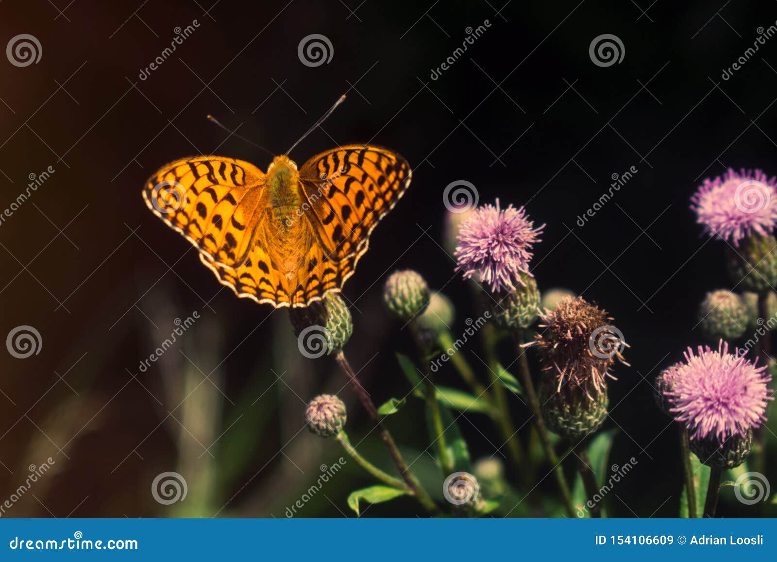 Silver-washed or Silver-bordered Fritillary on Purple Flower Stock ...