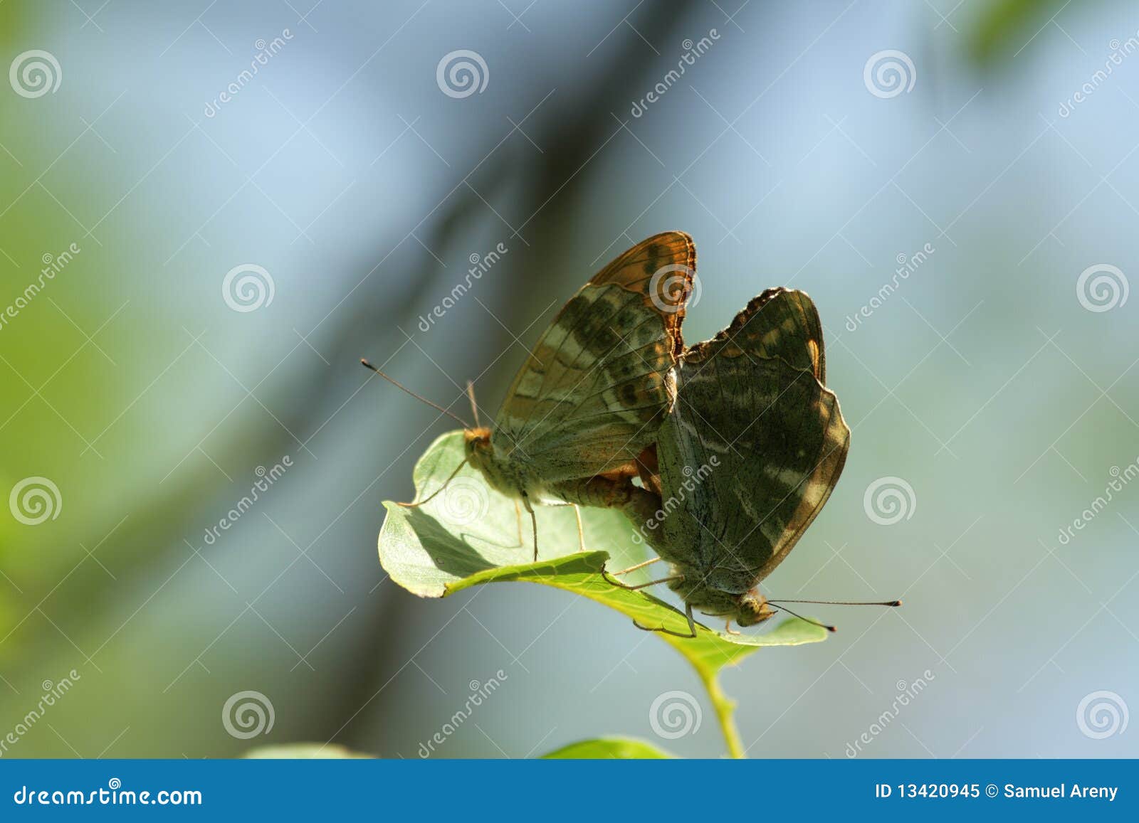 Silver-washed Fritillary stock image. Image of invertebrate - 13420945