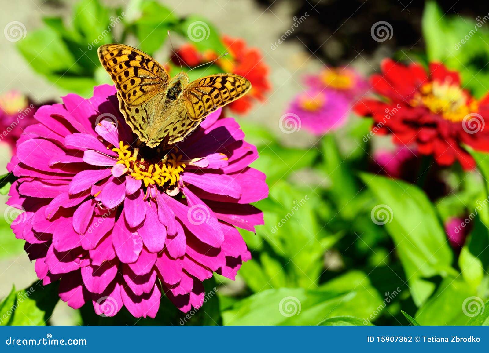 Silver-Washed fritillary stock photo. Image of pollination - 15907362