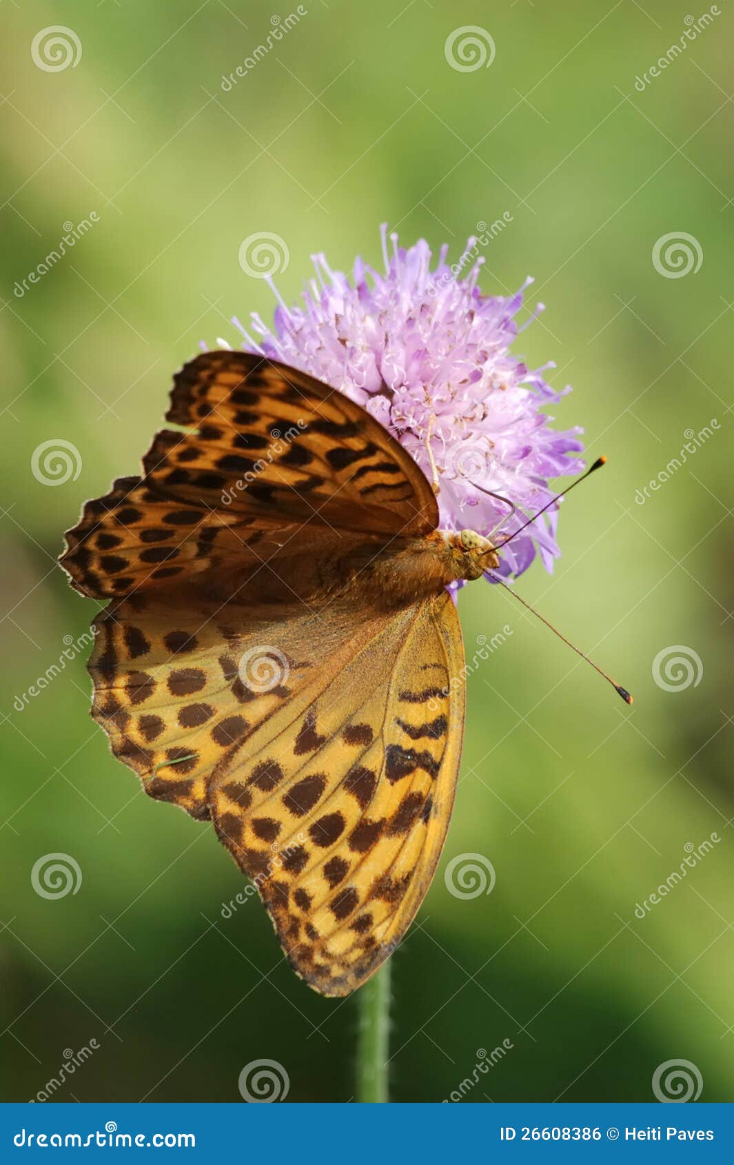 Silver-washed fritillary stock photo. Image of nymphalidae - 26608386