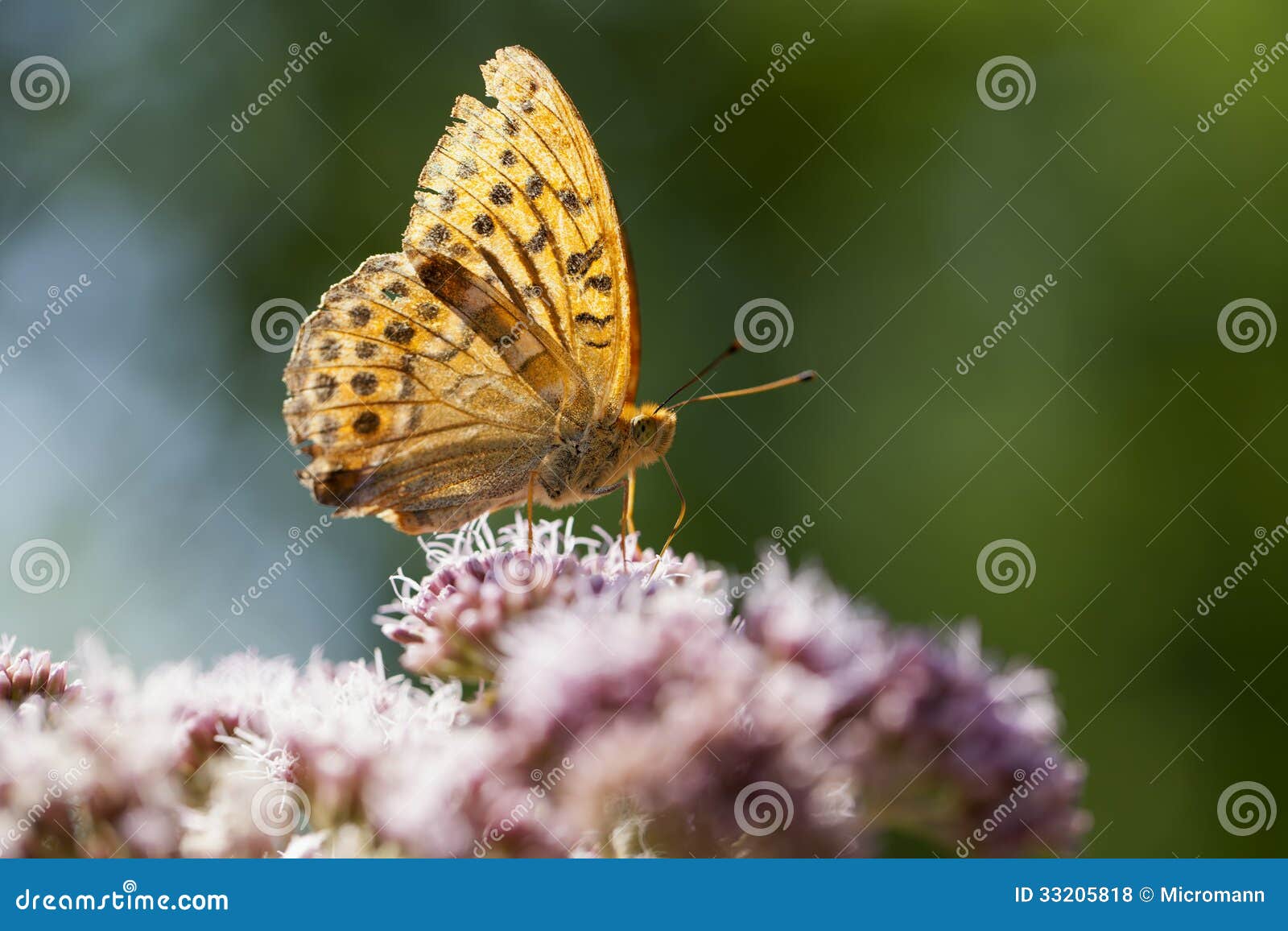 Silver-washed fritillary stock photo. Image of butterfly - 33205818