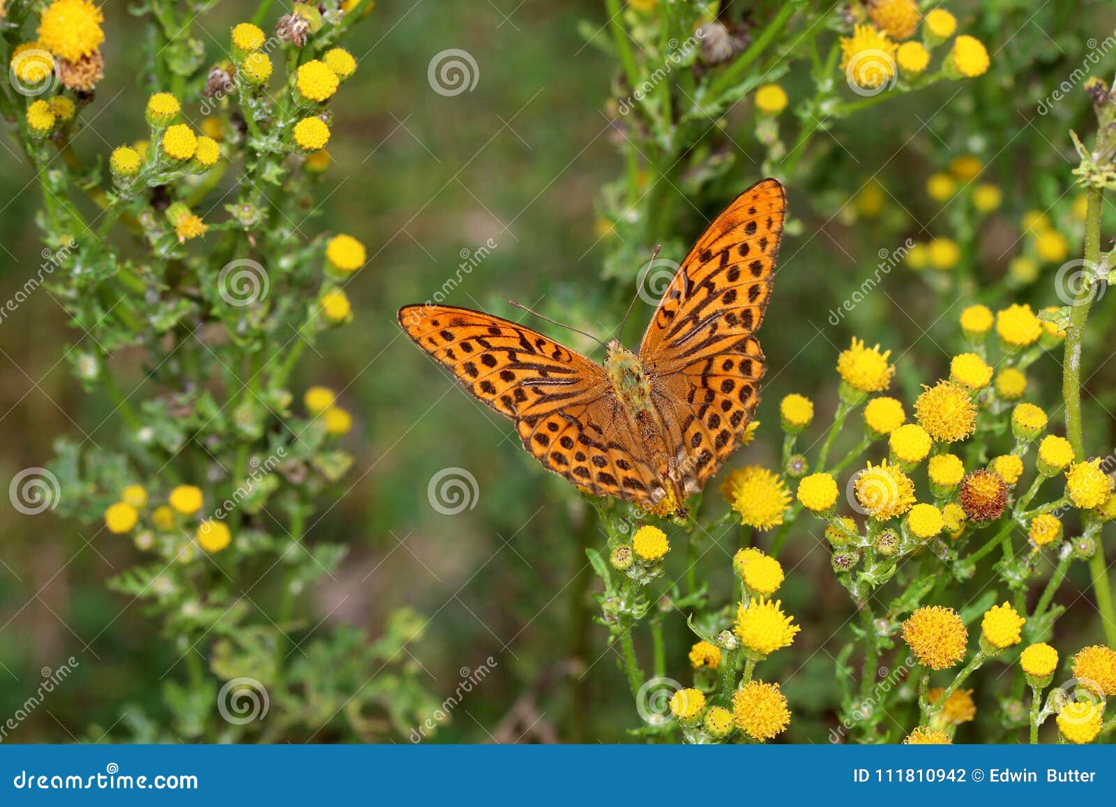 Silver-washed fritillary stock photo. Image of silver - 111810942