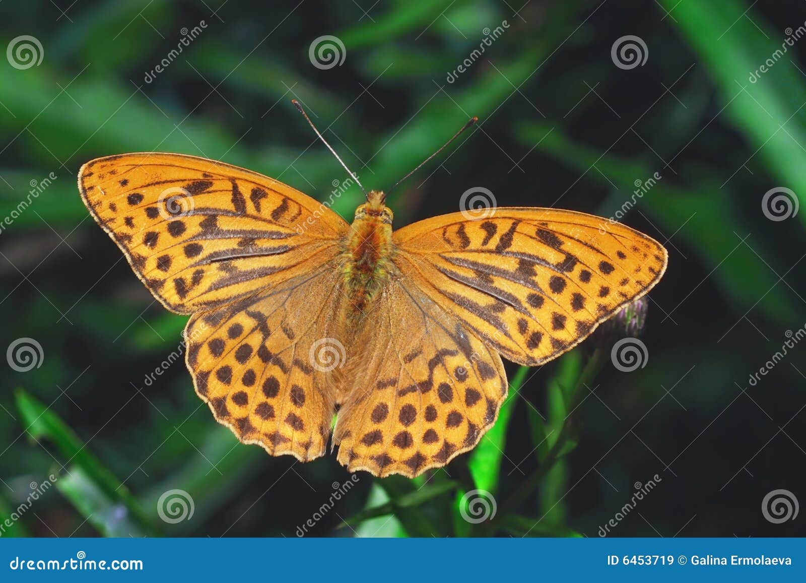 Silver-washed Fritillary Butterfly Stock Image - Image of flower ...