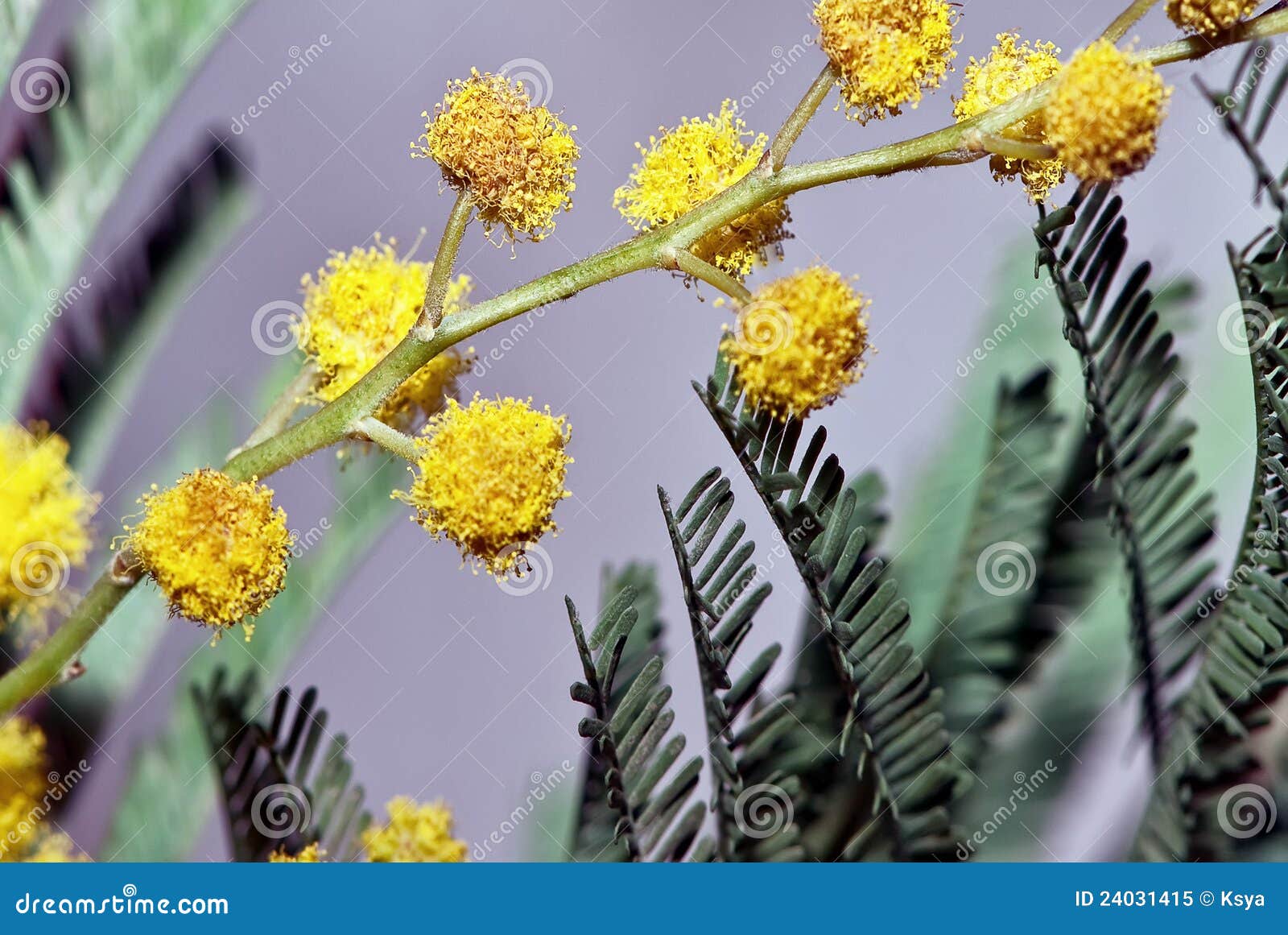 Silver Wattle stock image. Image of closeup, silk, mimosa - 24031415