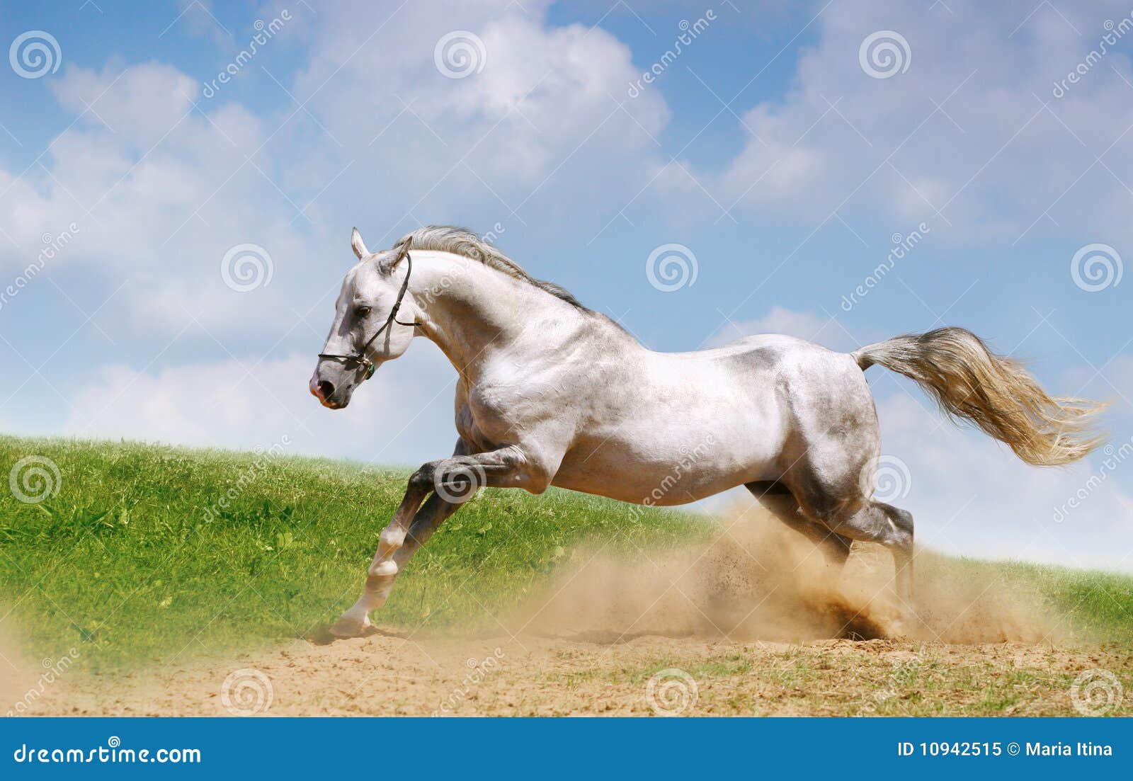 Silver-white stallion stock image. Image of training - 10942515