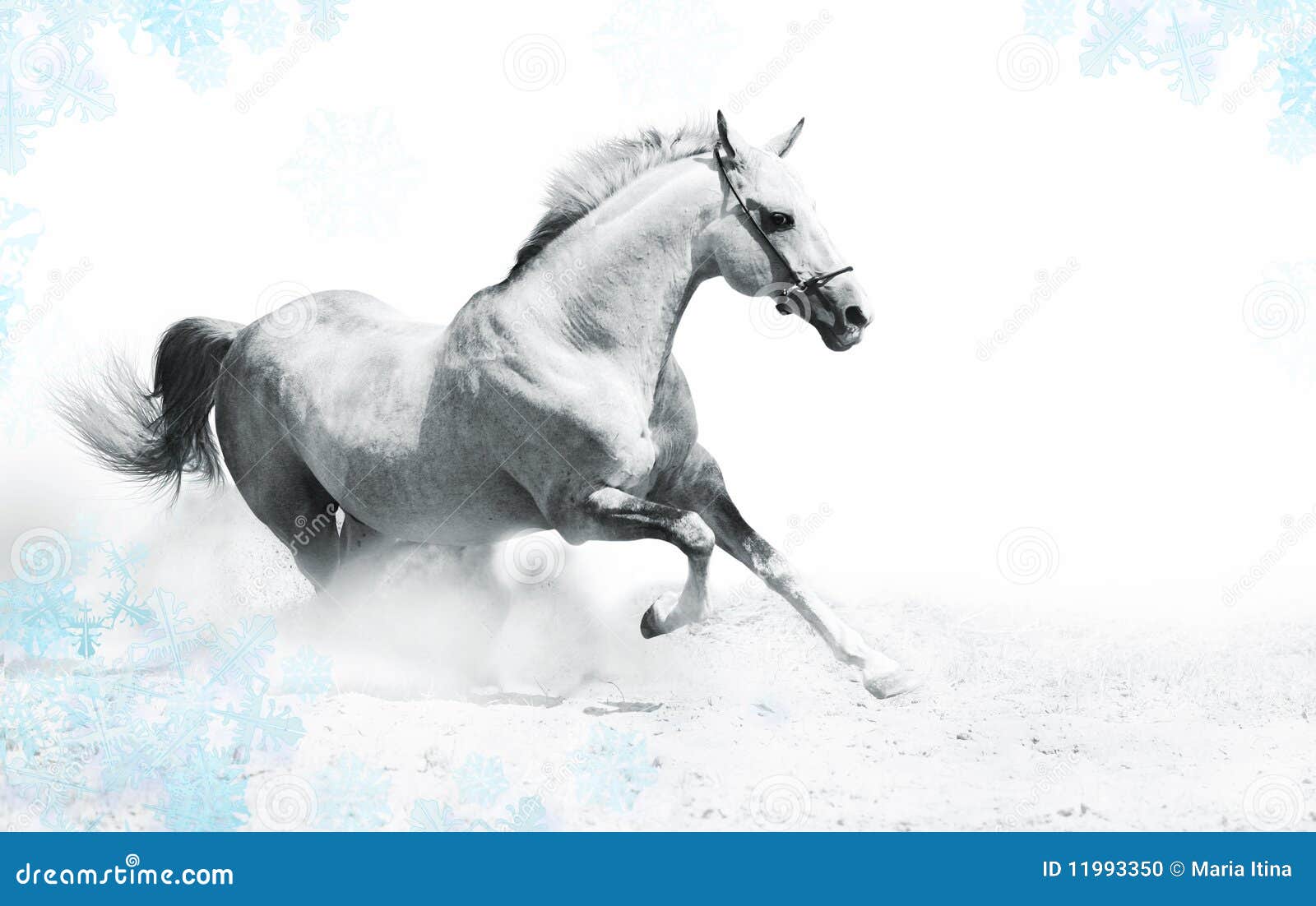 Silver-white stallion stock photo. Image of power, light - 11993350
