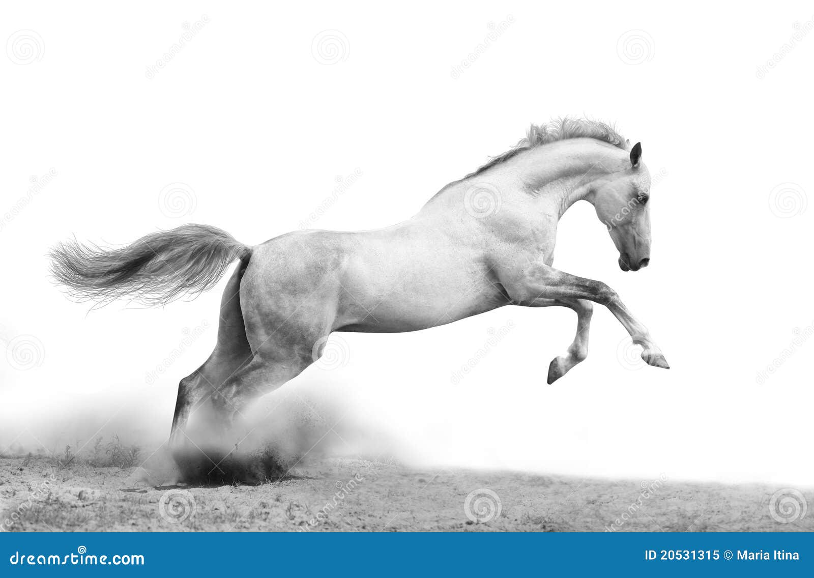 Silver-white stallion stock image. Image of grey, fastest - 20531315