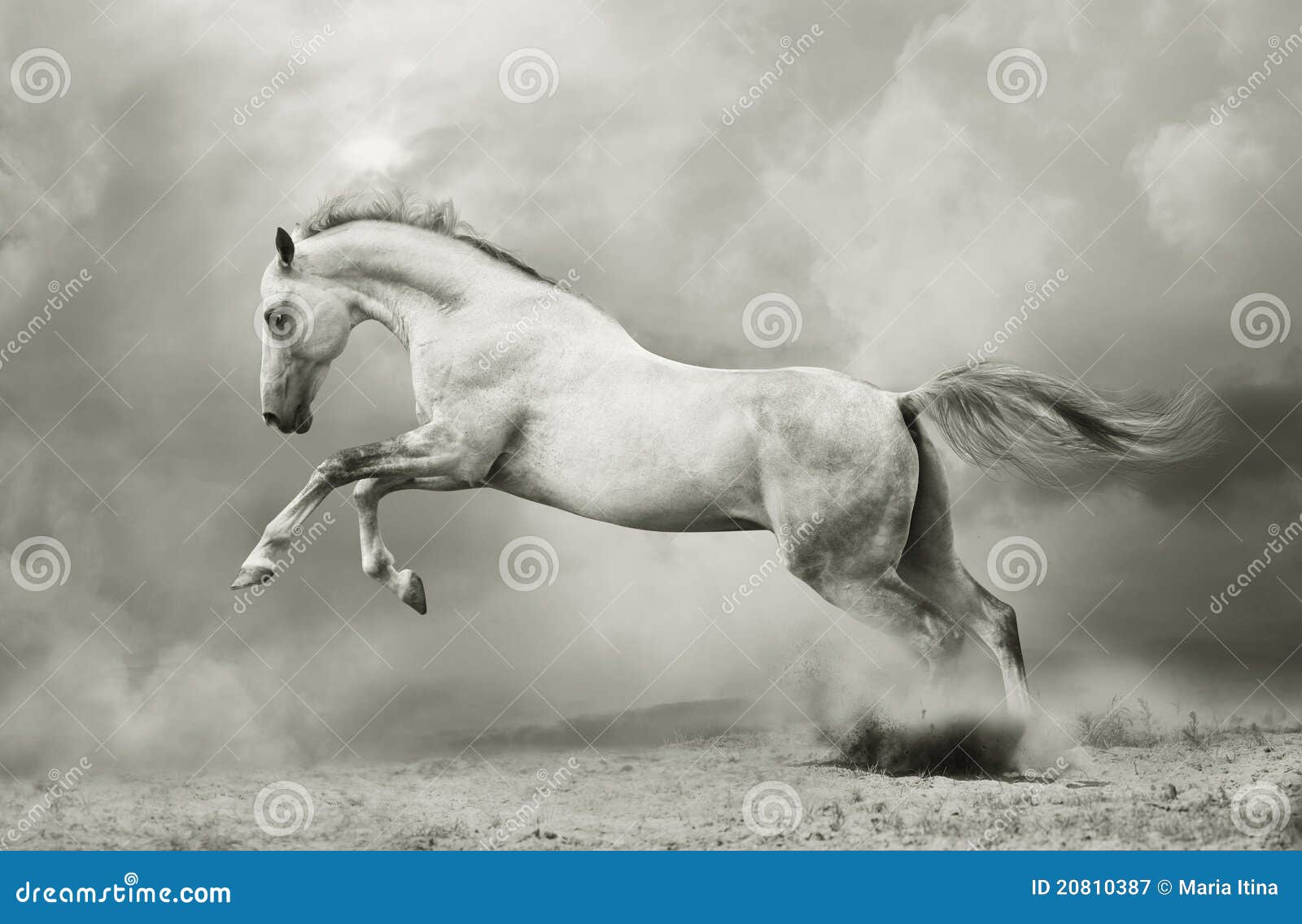 1,802 Silver Stallion White Stallion Stock Photos - Free & Royalty-Free ...